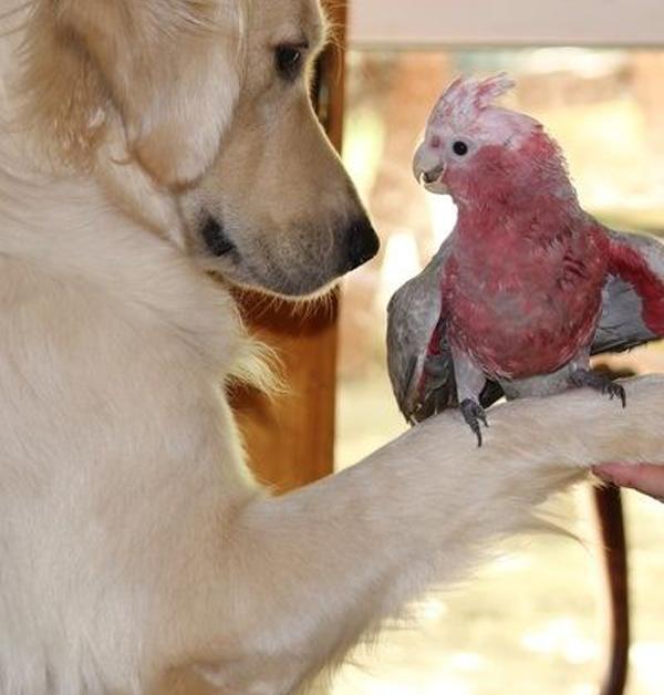 Your Afternoon "Aww": Darling Dynamic Duo