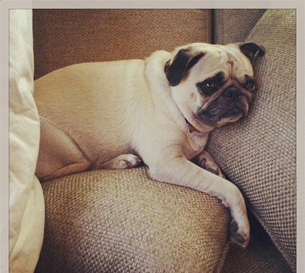 Your Afternoon "Aww": Can You Guess Which Legendary Comedian This Pug ...