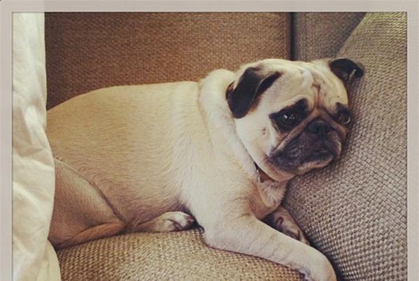 Your Afternoon "Aww": Can You Guess Which Legendary Comedian This Pug ...