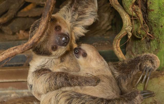 Baby Sloth Shares Adorable Moment With Mother At London Zoo