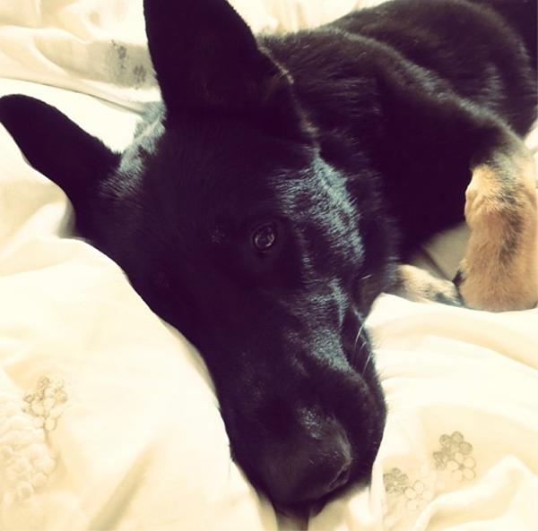 Your Afternoon "Aww": Can You Guess the Starlet This Sleepy German ...