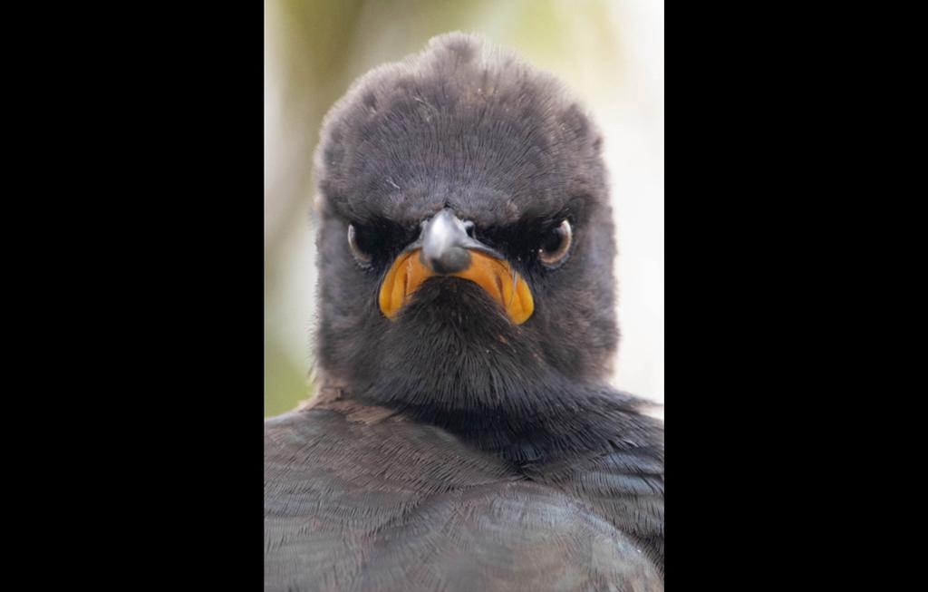 Images Of Animals In The Wild That Will Make You Cry With Laughter