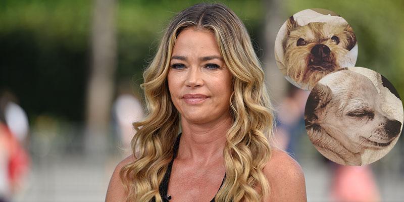 Denise Richards Mourns The Loss Of Her Dogs