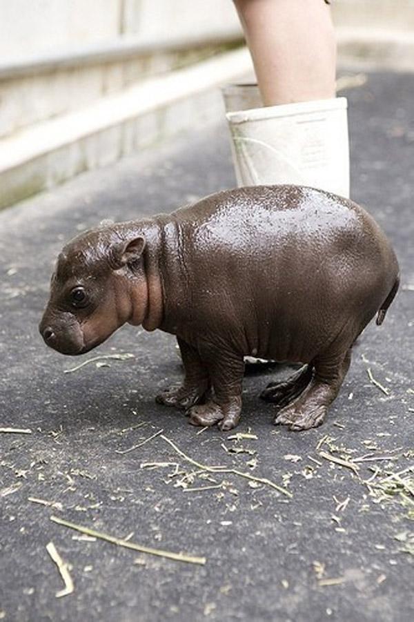 Your Afternoon "Aww": Hi Baby Hippo!