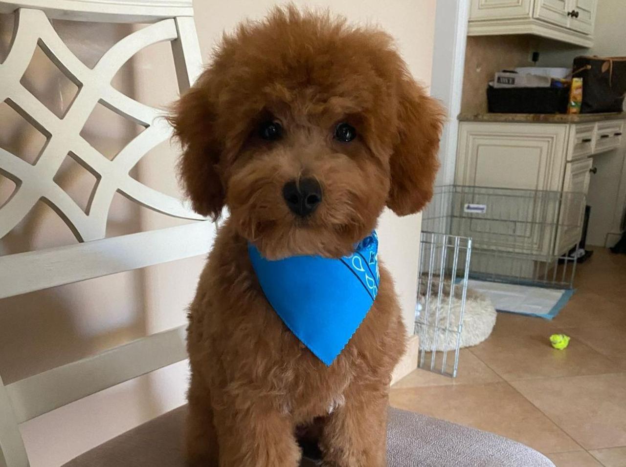 Pete Davidson Leaves Vulgar Voicemail For PETA After Buying New Puppy