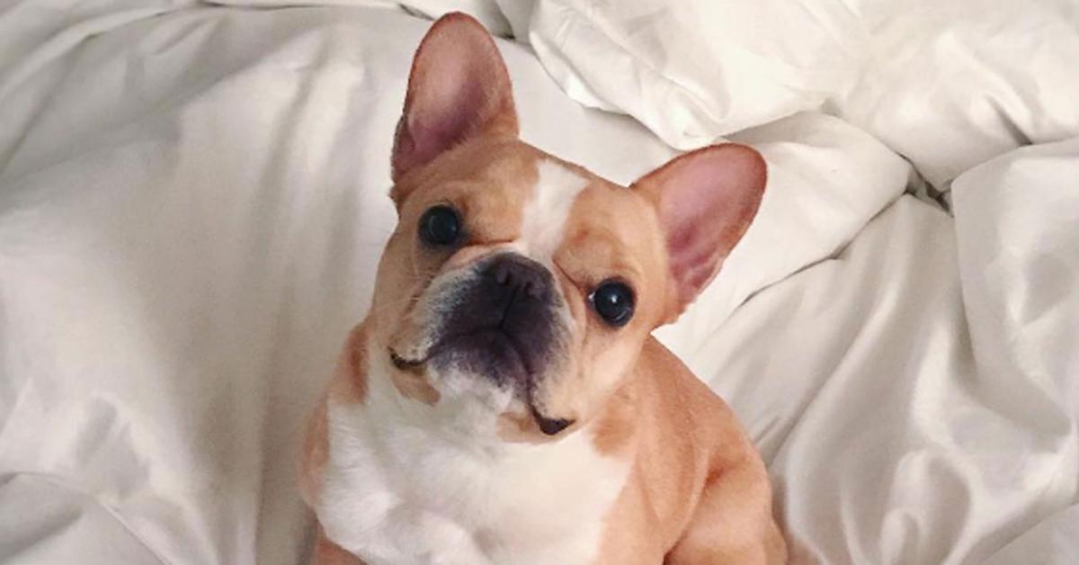 Instagram Dog Chloe The Mini Frenchie Accidentally Dies