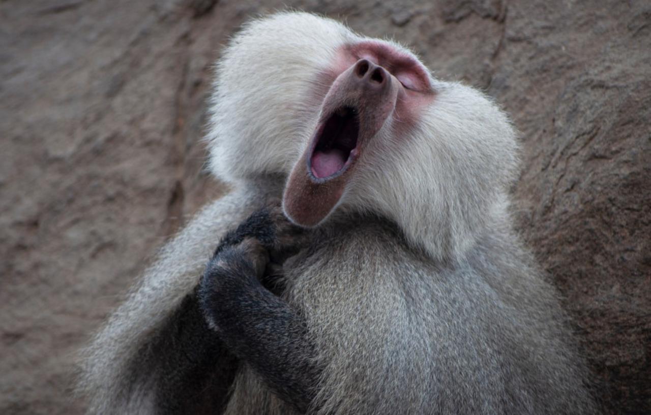 Images Of Animals In The Wild That Will Make You Cry With Laughter