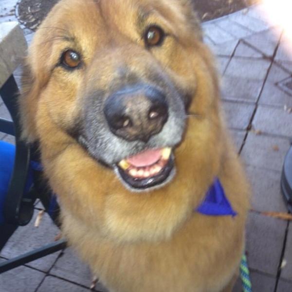 Your Afternoon "Aww": Can You Guess Which Comedian This Dog Belongs To?