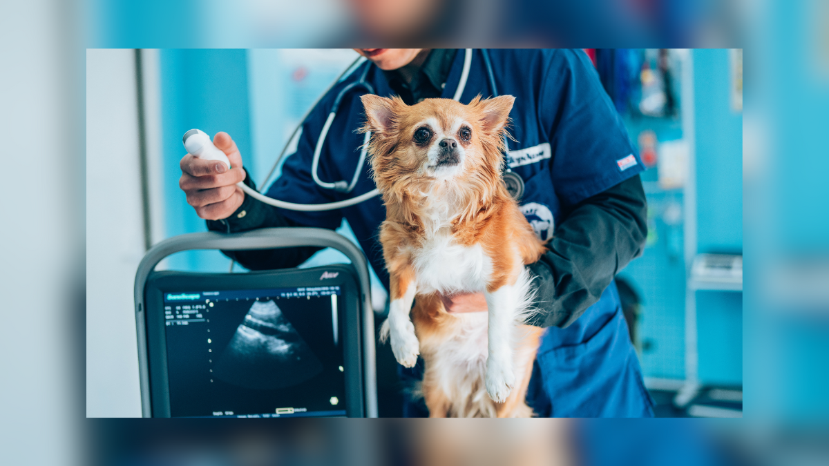 ViggoVet’s Rise For Modern Veterinary Practices
