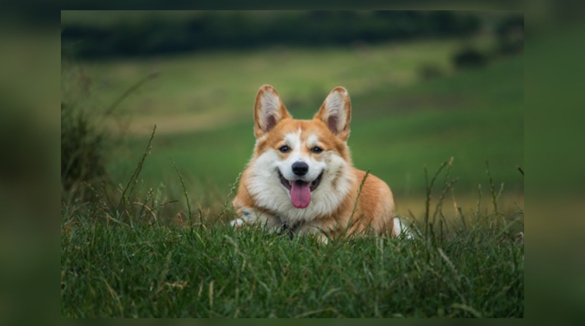 Best Premium Dog Food of 2026: Comparison Of Selected Dog Food Brands