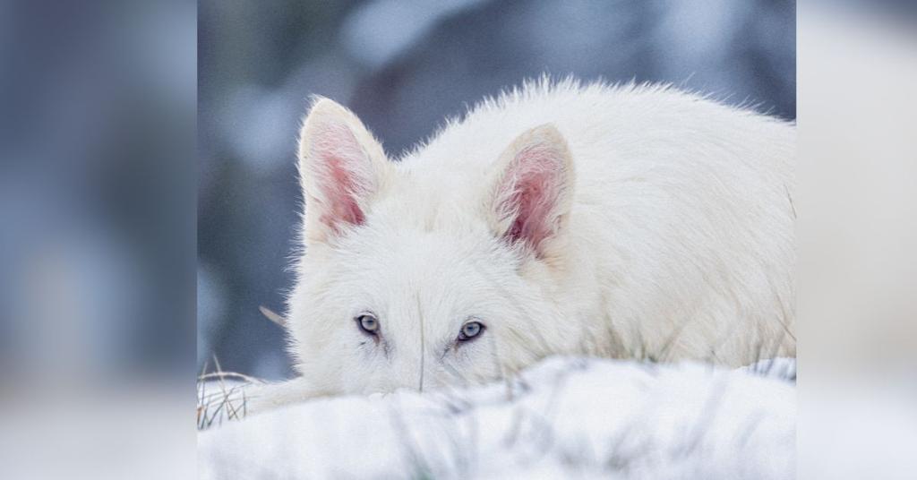 Colossal Biosciences Is Bringing Back The Legendary Dire Wolf