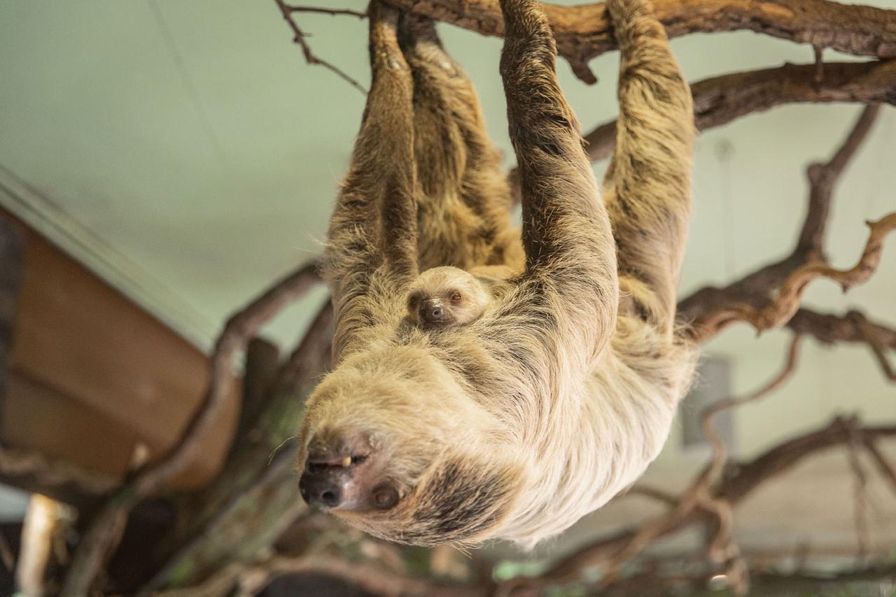 Adorable Moment Two-Toed Baby Sloth Is Born