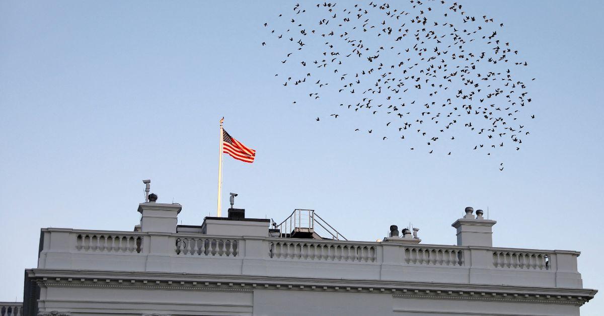 Peter Doocy's Hair Gets Confused For A Nest By A Bird During Live Video