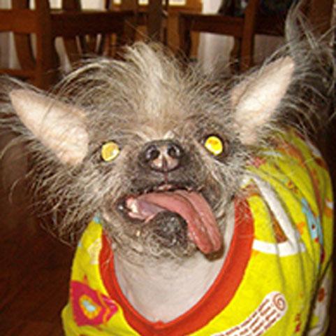 Not So Handsome Hounds: Meet The Mangy Mutts Battling It Out To Win ...