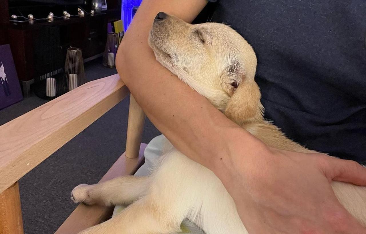 Carrie Underwood Shows Off New Puppy Amid Marriage Woes