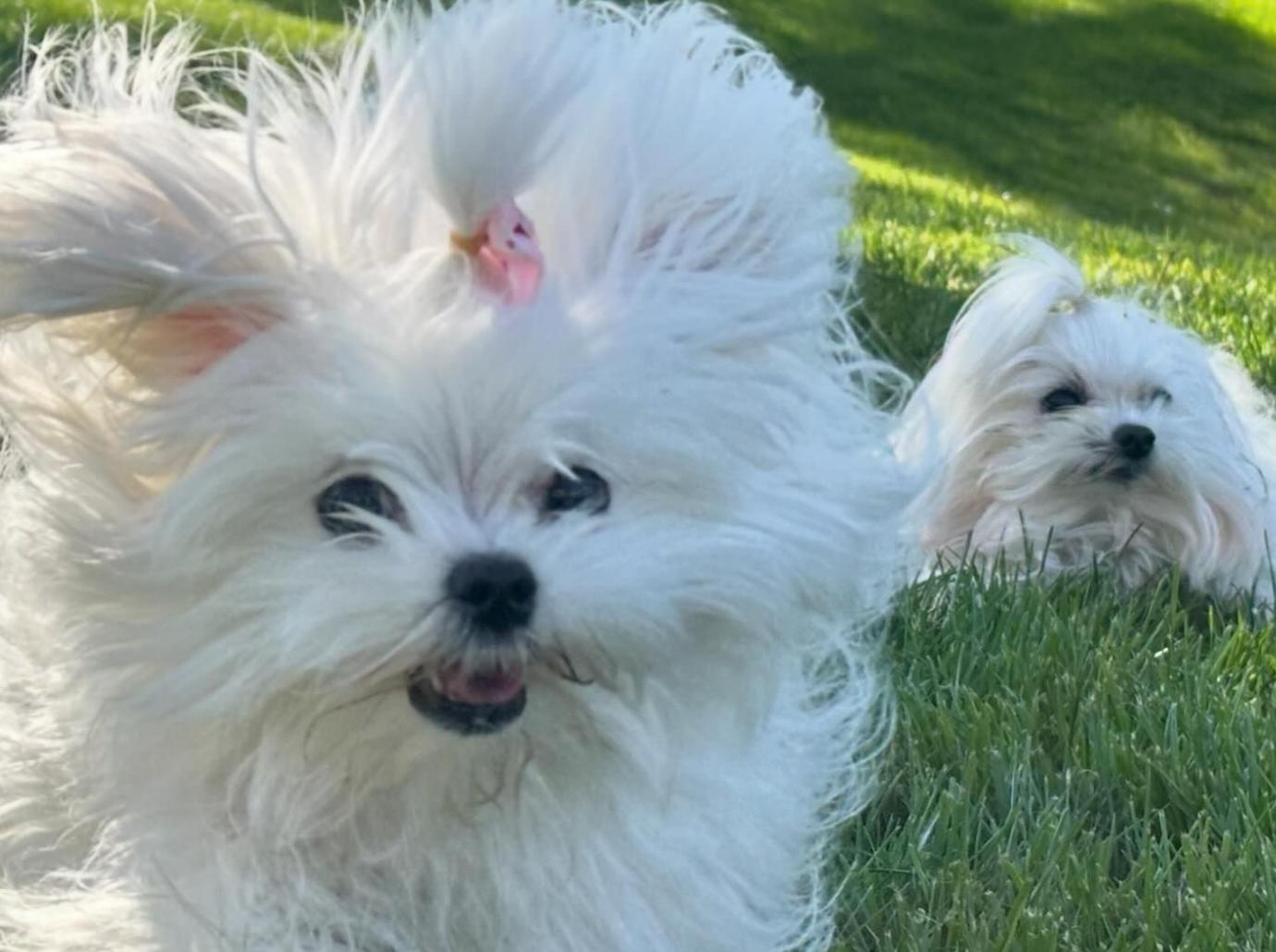 Britney Spears Plays Dress-Up With Dog Snow After Prior PETA Concerns