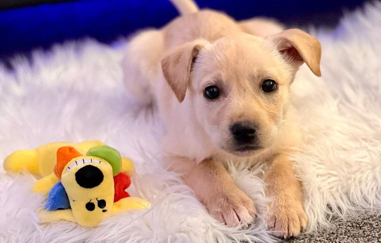 Carrie Underwood Shows Off New Puppy Amid Marriage Woes
