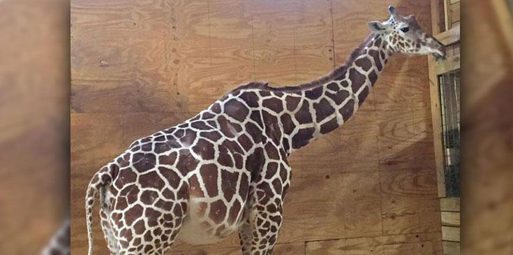 April The Pregnant Giraffe Giving Birth -- Belly Is Bulging