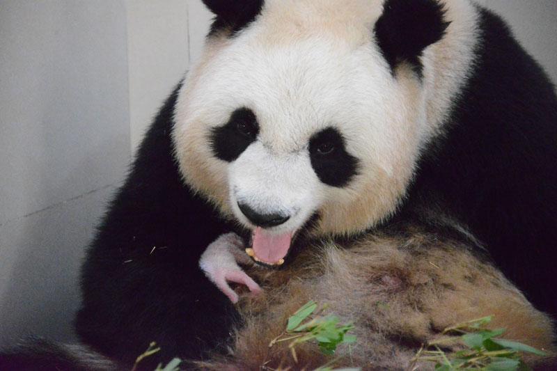 Twin Panda Pics -- Lin Bing Gives Birth To Babies