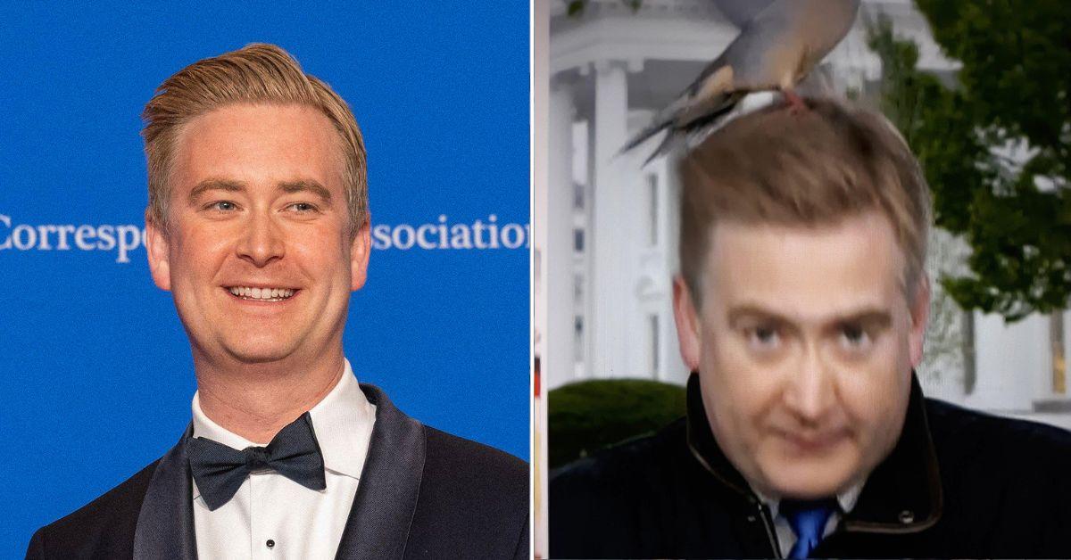 Peter Doocy's Hair Gets Confused For A Nest By A Bird During Live Video
