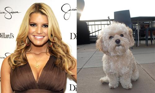 Experts Call Off Quest for Jessica Simpson's Dog Daisy