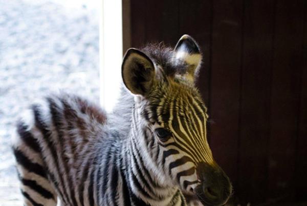 Your Afternoon "Aww": Zealous Baby Zebra