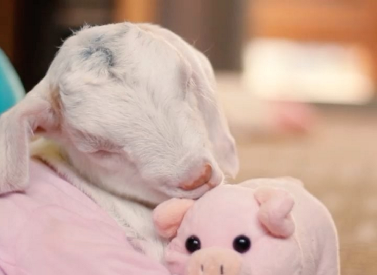 Goat Cuddles With Toy Pig, Adorable Viral Video Will Melt Your Heart