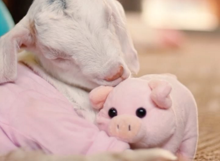 Goat Cuddles With Toy Pig, Adorable Viral Video Will Melt Your Heart