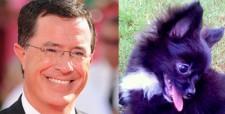 Stephen Colbert is Semifinalist in Cutest Dog Competition