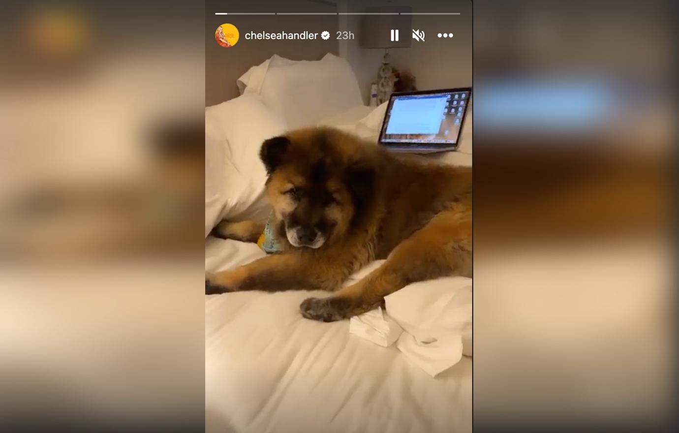 Chelsea Handler Gushes Over Her Pup Being Her 'Lover'