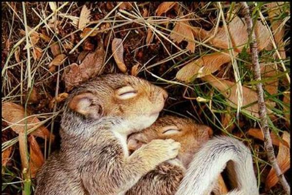Your "Afternoon Aww": Sweet Sleepy Squirrels