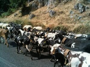 Kim Kardashian & Kris Humphries Run Into Goats (Literally) on Italian ...