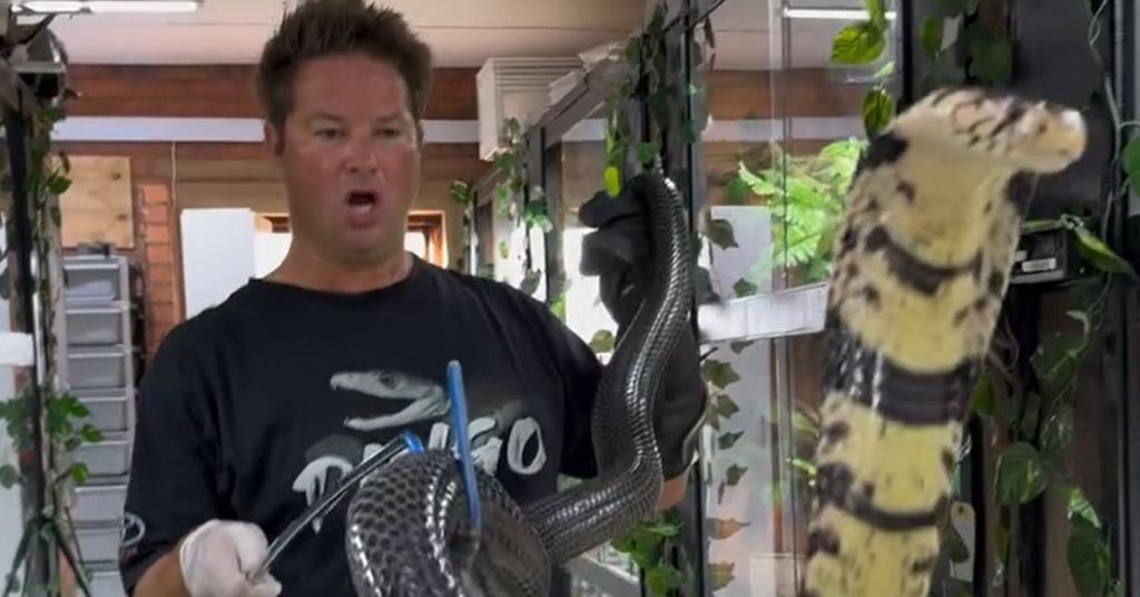 YouTuber Graham 'Dingo' Dinkelman Dead at 44 After Venomous Snake Bite