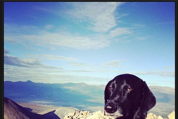 Your Afternoon "Aww": Meet the "Unimpressed Dog"