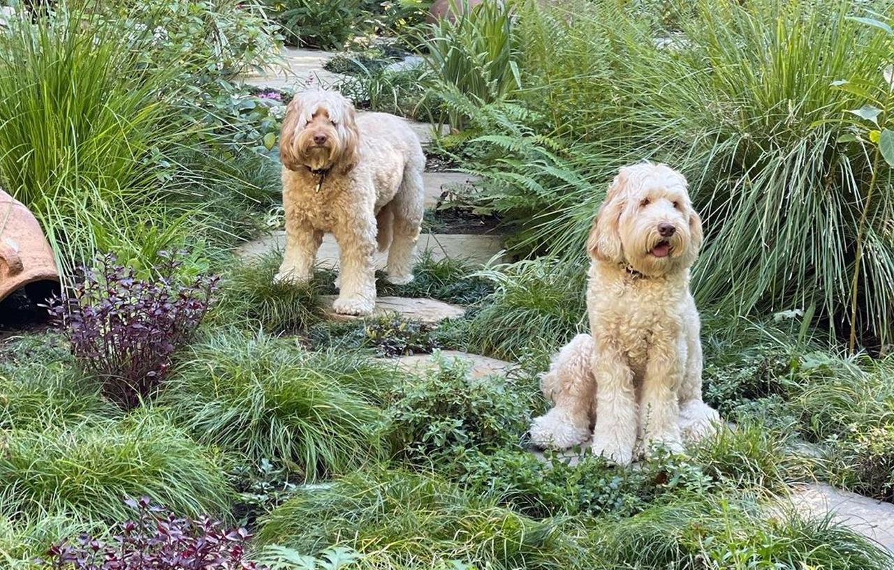 Halle Berry Says Her Dogs Are All She Needs After Demanding Prenup