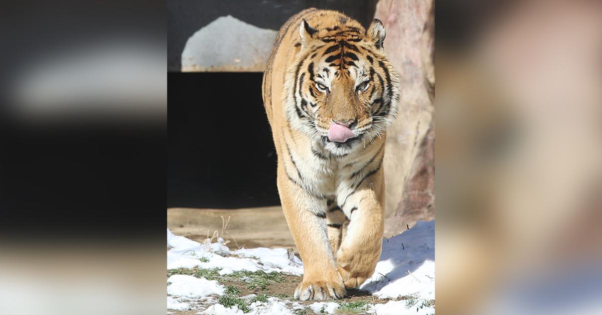 Critically Endangered Tiger Killed In Florida