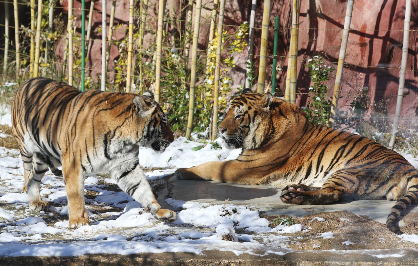 Critically Endangered Tiger Killed In Florida