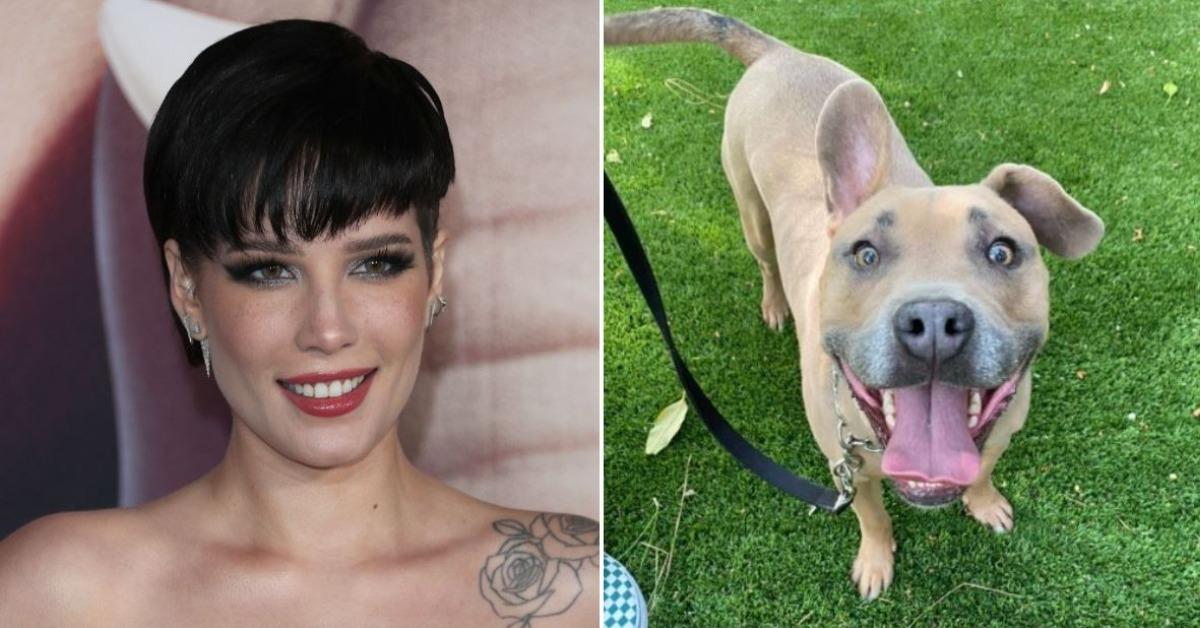 Halsey Loses Their Dog Jagger To Rare Condition