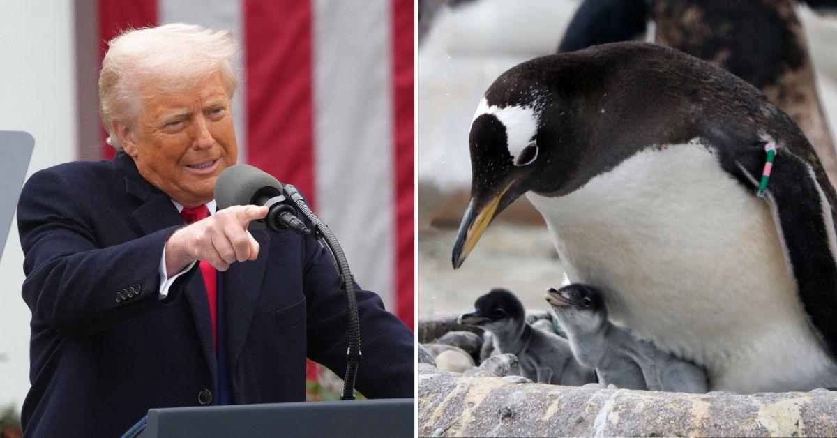 Donald Trump Imposes Tariffs On Islands Inhabited Solely By Penguins