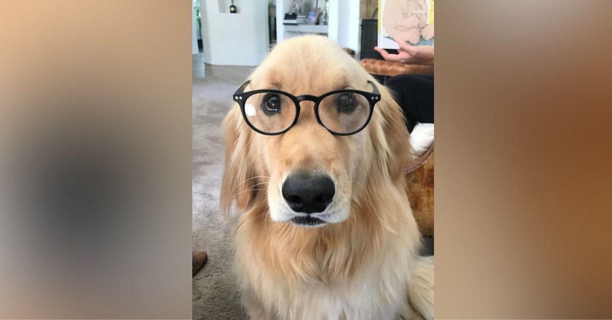 Jennifer Garner Reveals 'Angel Girl' Dog Birdie Died At 9 Years Old