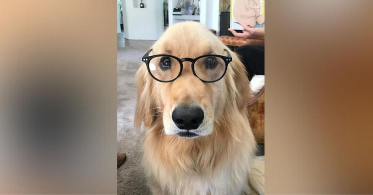 Jennifer Garner Reveals 'Angel Girl' Dog Birdie Died At 9 Years Old