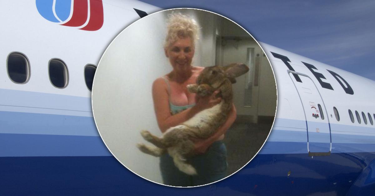 Giant Rabbit Dies On United Flight