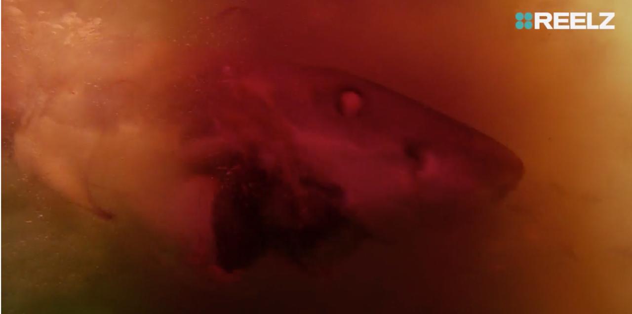 Inside The Real-Life ‘Jaws’ Shark’s Most Horrific Fatal Attacks