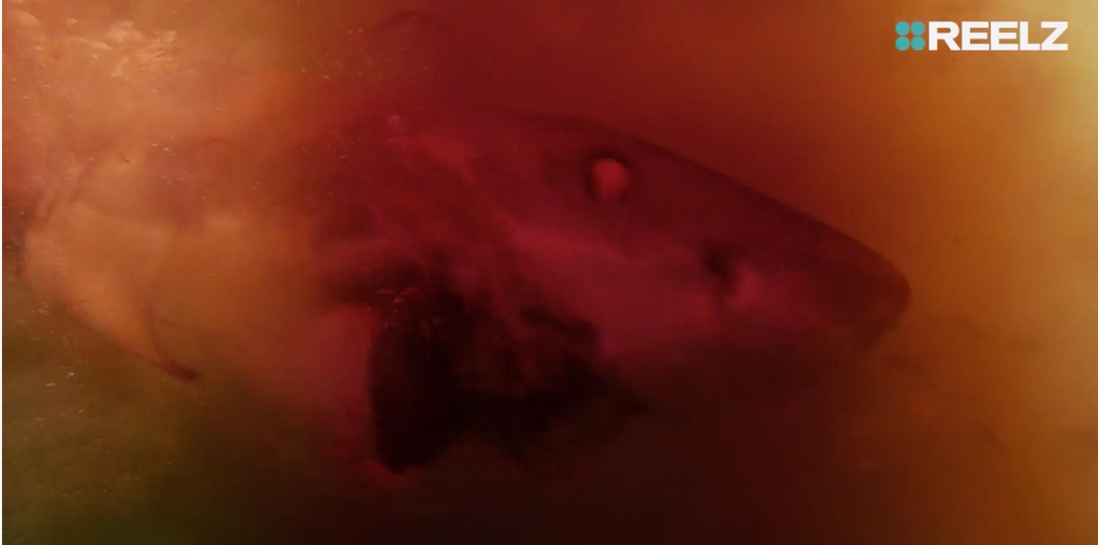 Inside The Real-Life ‘Jaws’ Shark’s Most Horrific Fatal Attacks