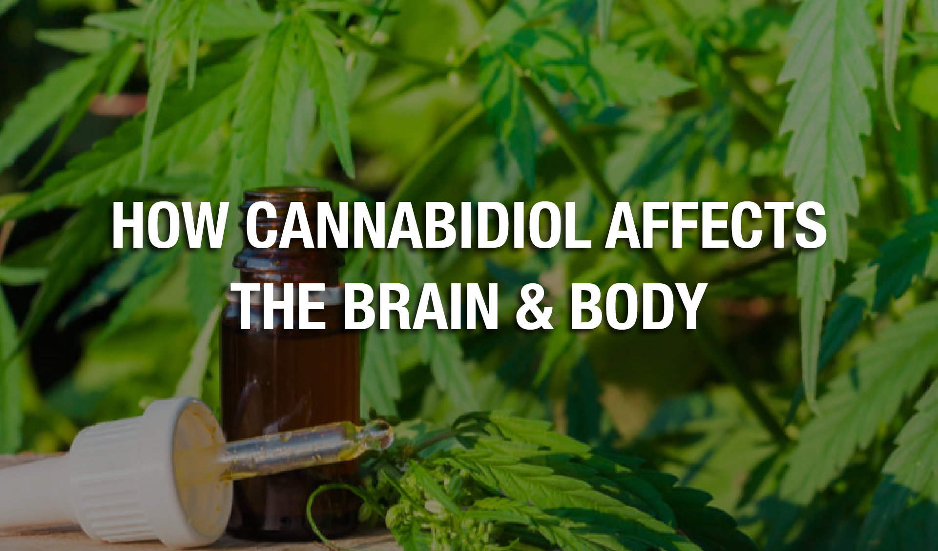 In this article, we will investigate about CBD's effect on the body and ...