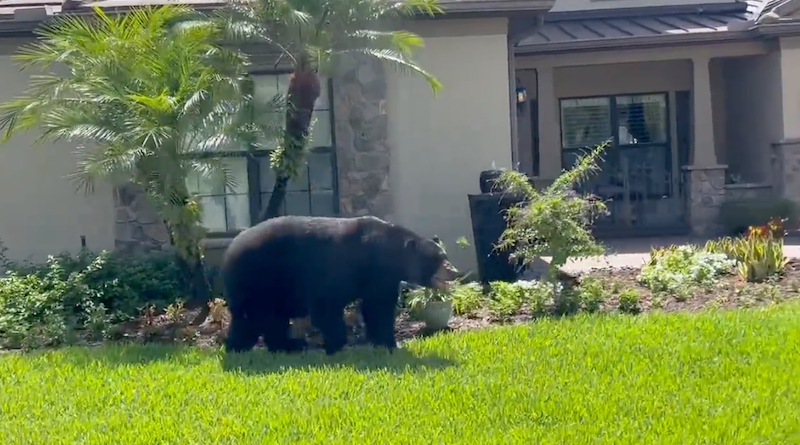 Massive Bear Spotted Wandering Around Naples, Florida: Watch