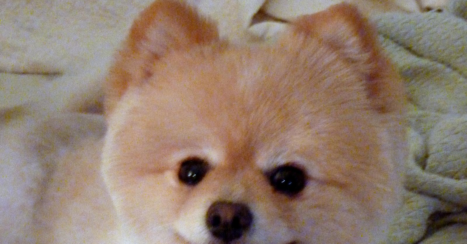 Everybody Loves Sammy The Dog (And So Does OK!)