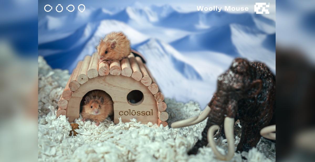 Colossal Biosciences' Viral Woolly Mouse Sparks A Scientific Revolution ...
