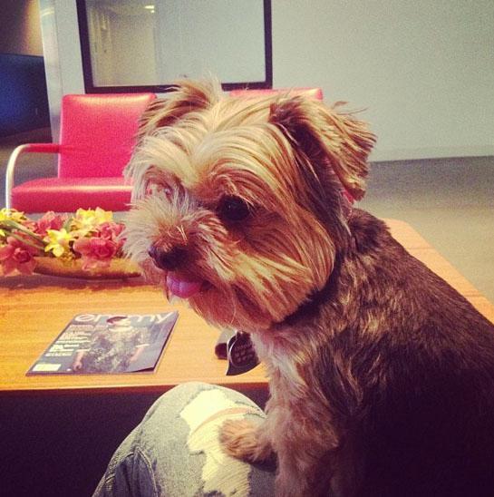 Your Afternoon "Aww": Can You Guess Which Star This Yorkie Belongs To?